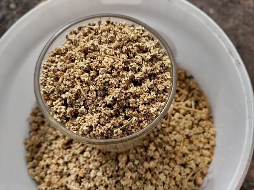 Семена полусахарной кормовой свеклы