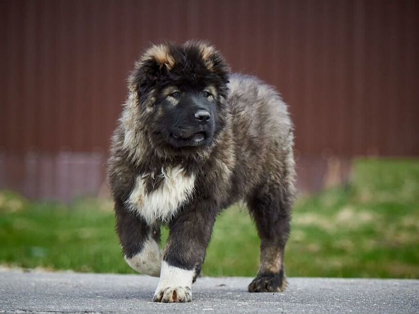Щенок Кавказская овчарка 2 месяца
