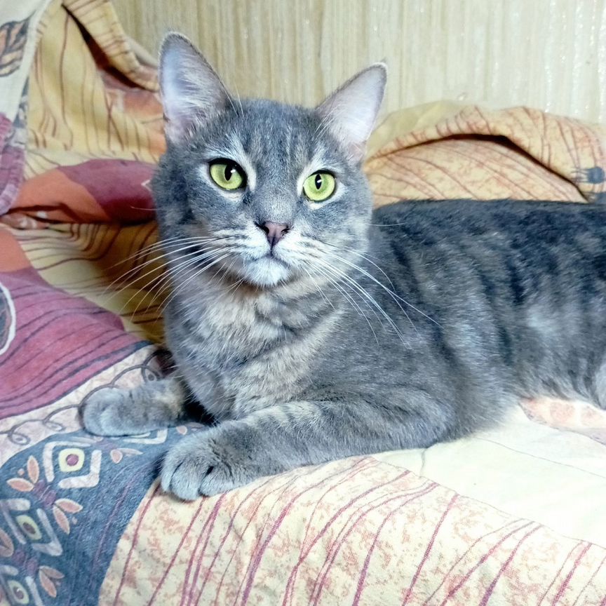 Котик Серж в добрые руки