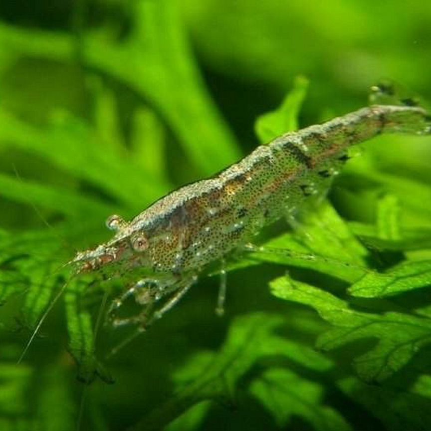 Креветки (детки взрослые)