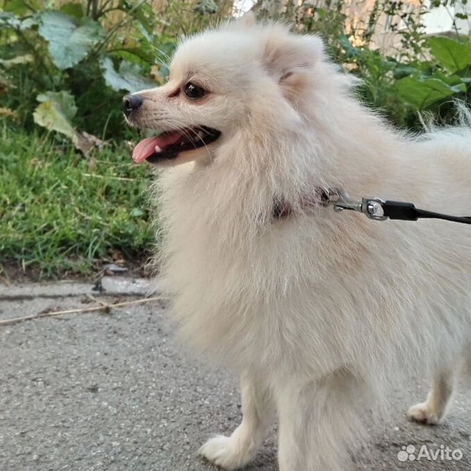 Вязка, малый шпиц, кобель