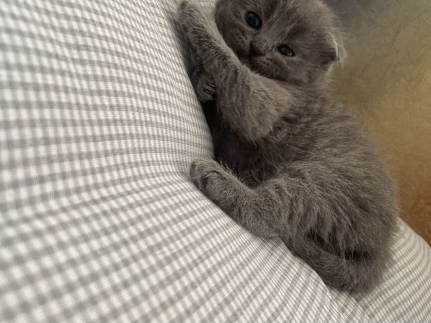 Кошка