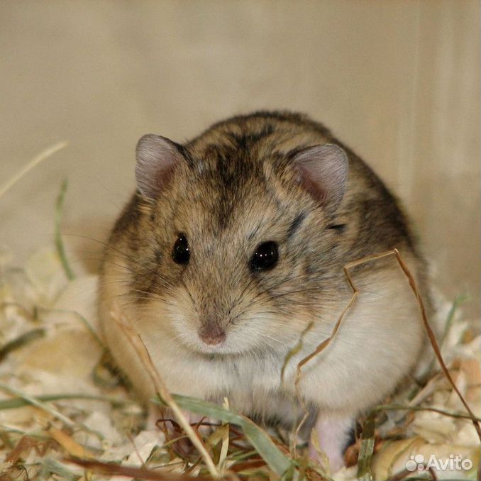 Хомяк Кемпбелла