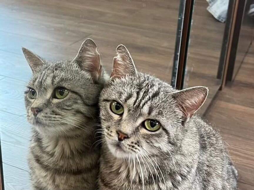 Кошка
