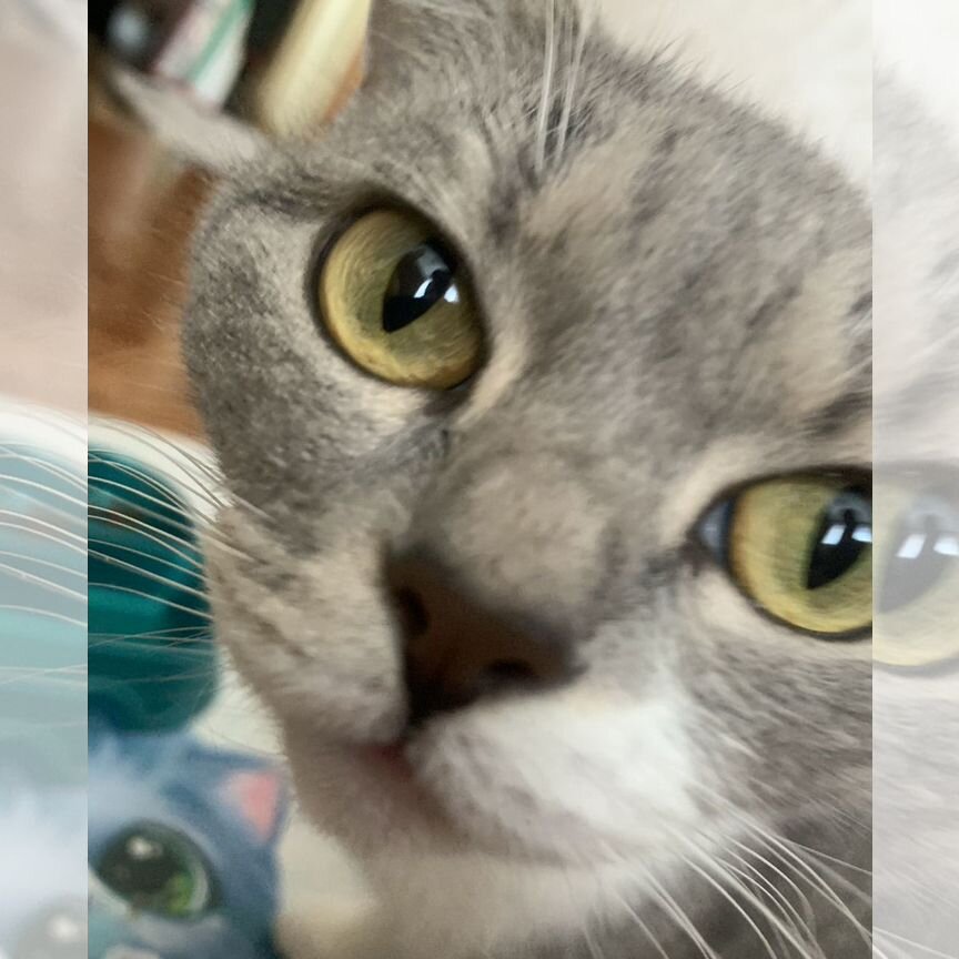 Кошка