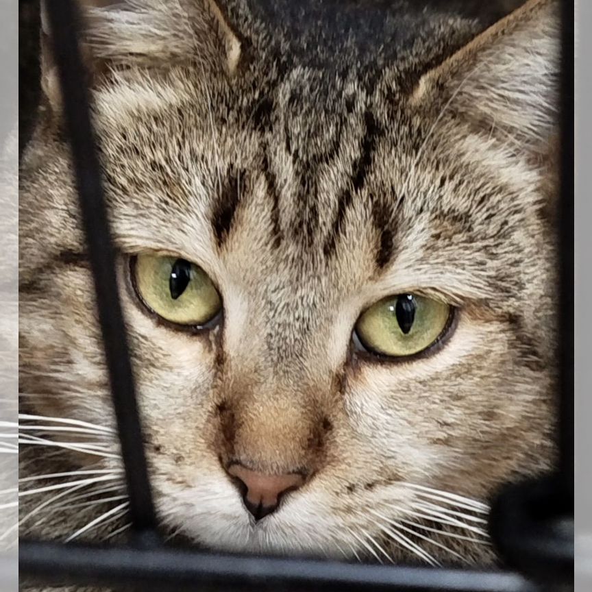 Взрослая кошка в добрые руки