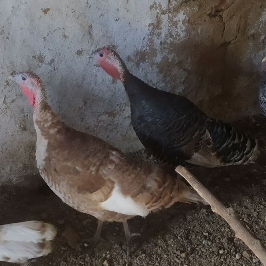 Индюки на племя