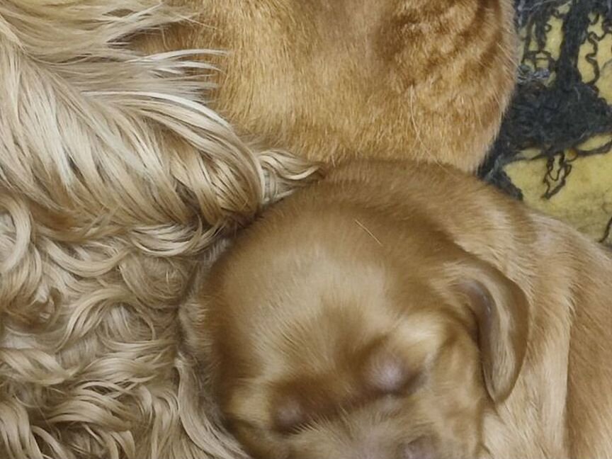 Щенки английского кокер спаниеля