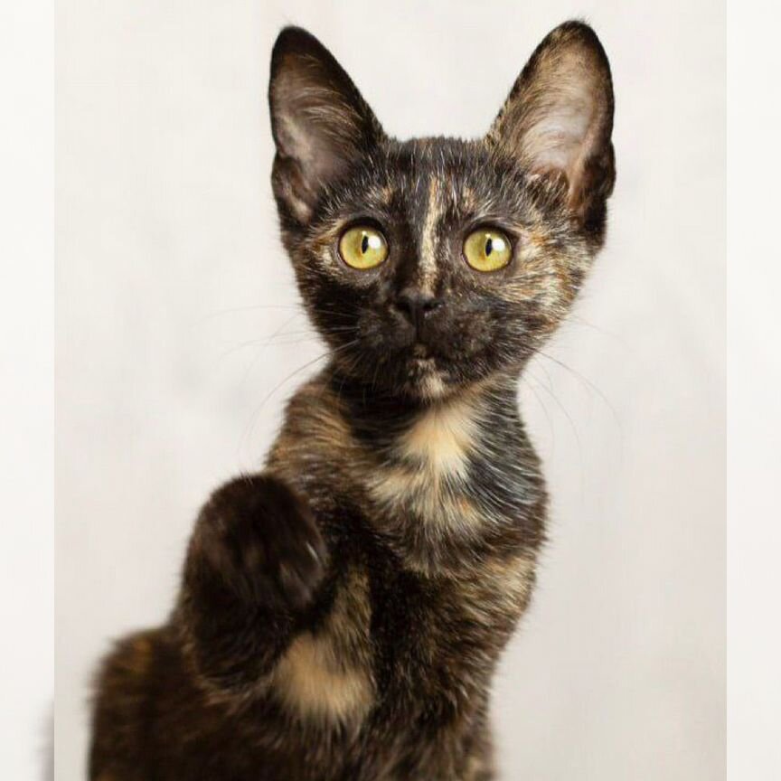 Малышка черепашка ищет мампап)