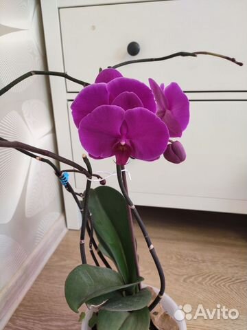 Фаленопсис Joyride bloem купить в Москве | Товары для дома и дачи | Авито