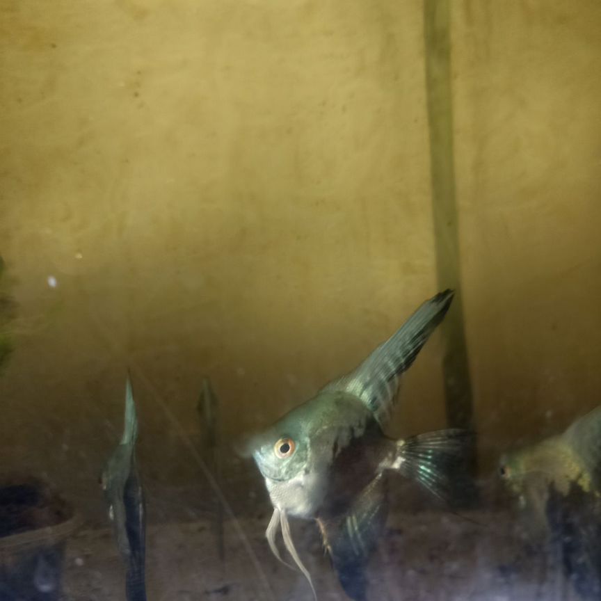 Скалярии пиной