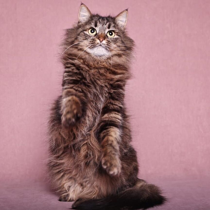 Кошечка кошка котенок котята бесплатно