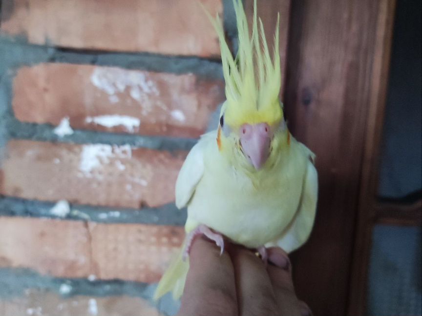 Выкормыши корелла