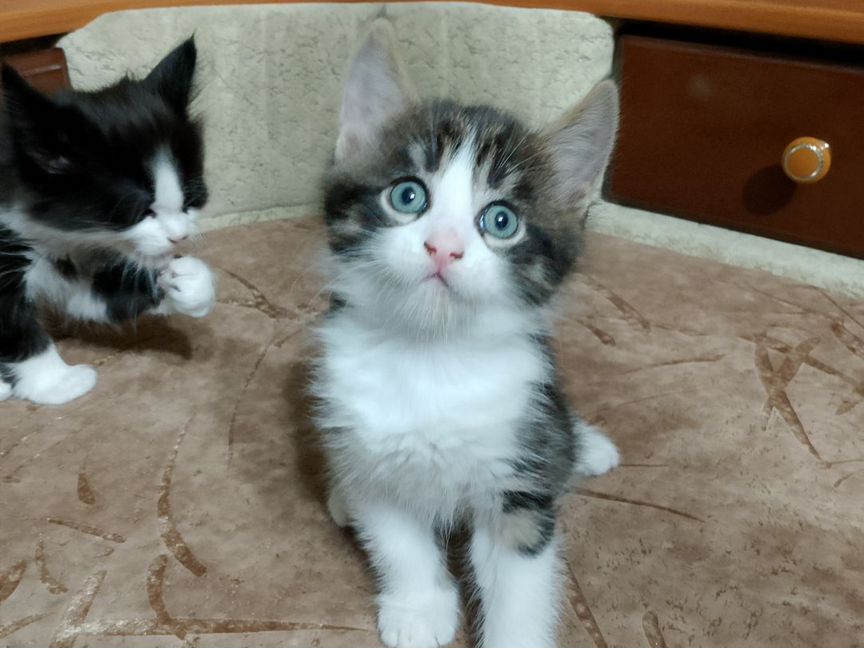 Котята в добрые руки бесплатно