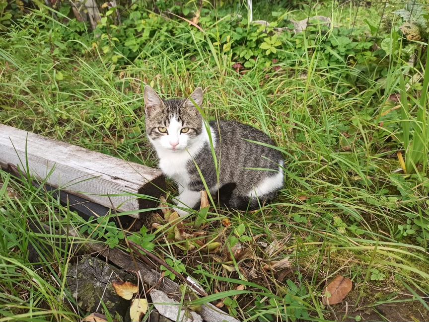 Котенок