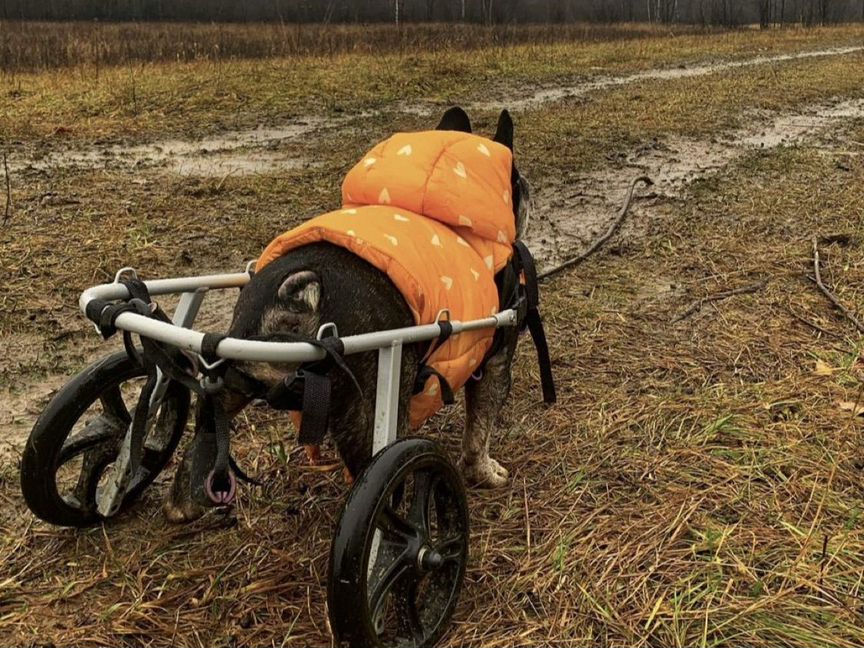 Коляска для собаки