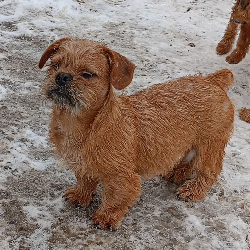 Эксклюзив в добрые руки