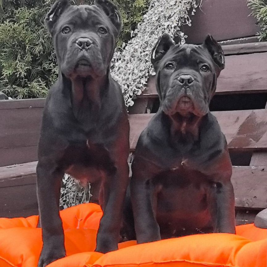 Кане-корсо, щенок