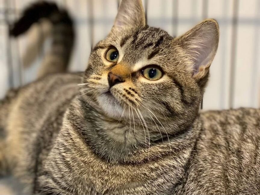 Пряник котёнок мальчик в добрые руки бесплатно