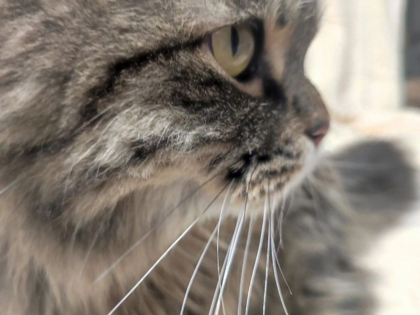 Кошка Жанна