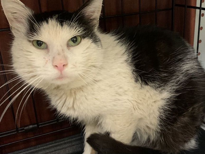 Котику нужна надежда на семью