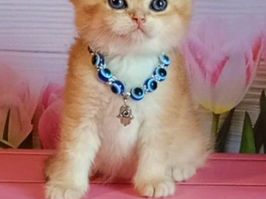 Котята золотая шиншилла