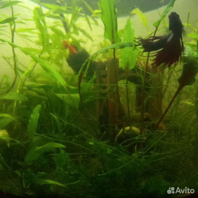 Обустроенный аквариум с рыбой