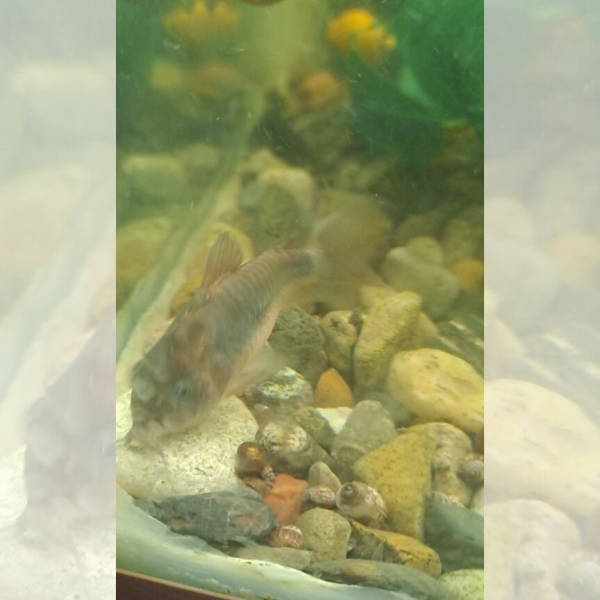 Сомик крапчатый