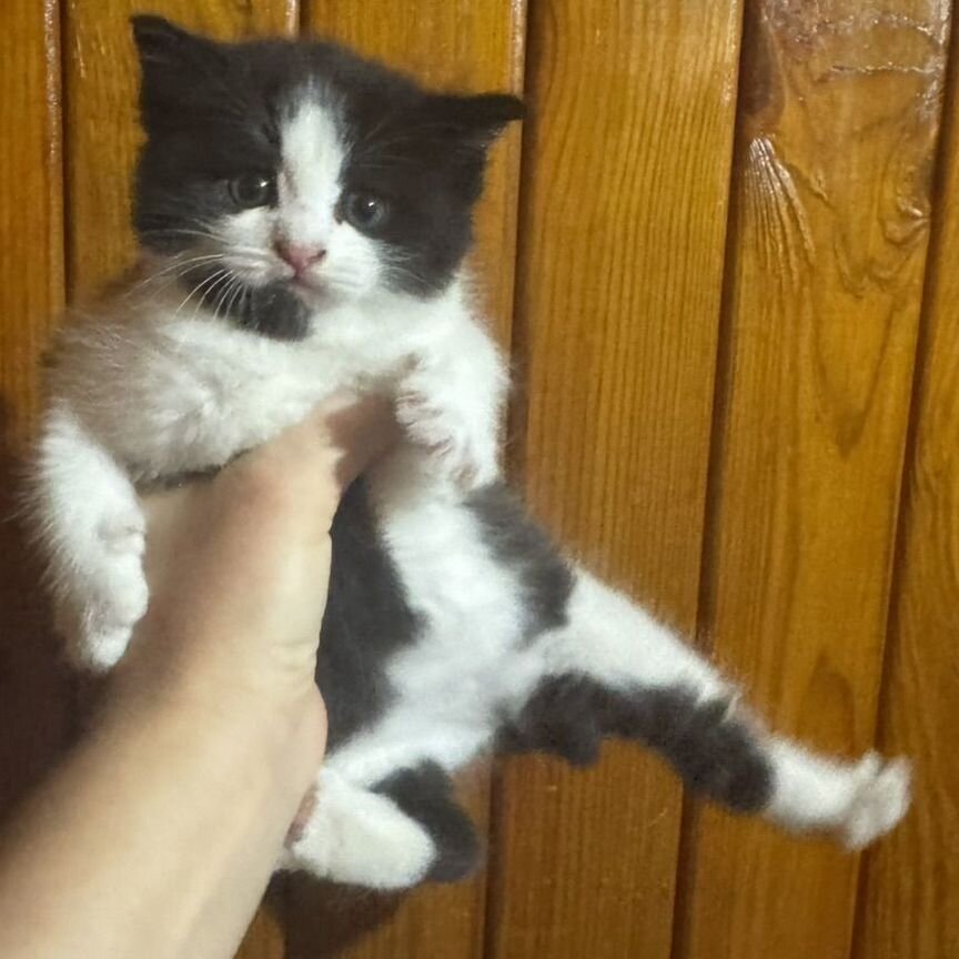 Отдам котенка в добрые руки
