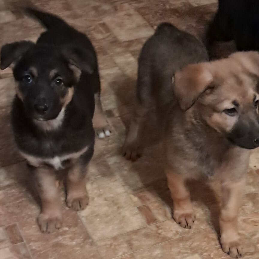 Немецкая овчарка, щенок