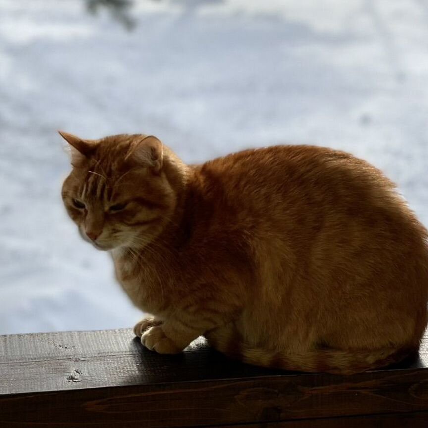 Кот