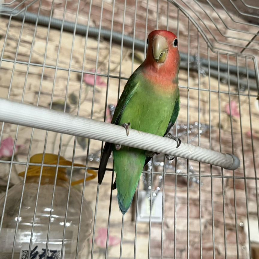 Попугай неразлучники