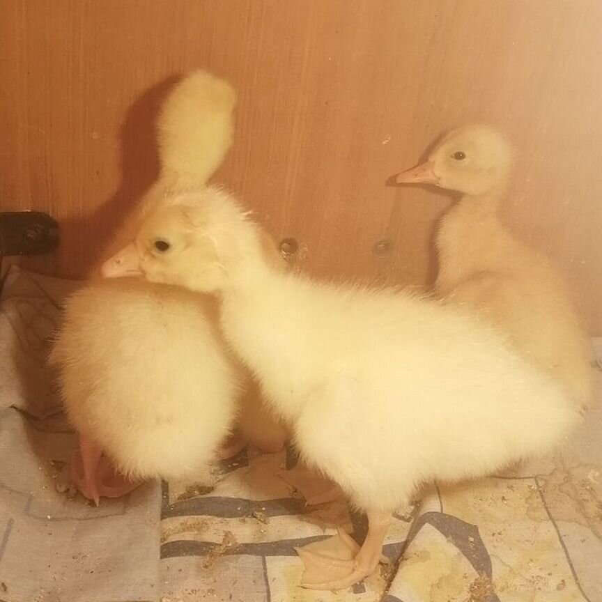 Гусята. Порода линда