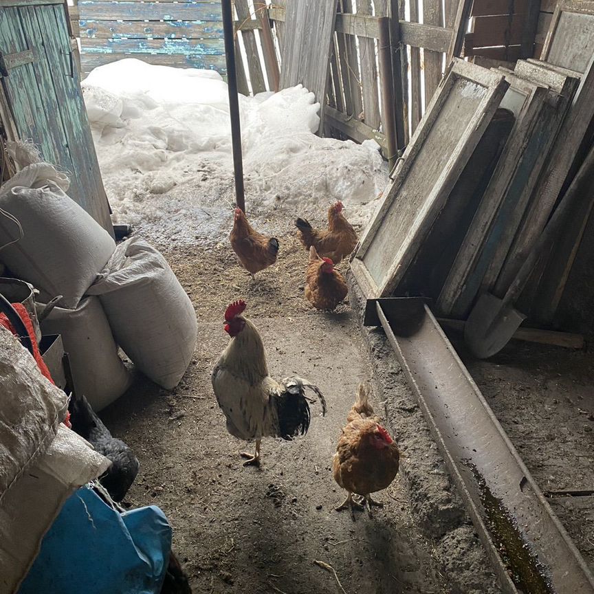 Продажа петухов 5 штук выводок сентябрь 24