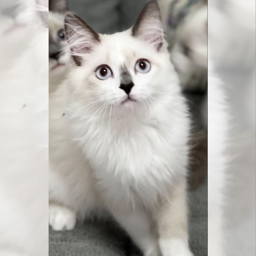 Манчкин длинношёрстный, взрослый кот