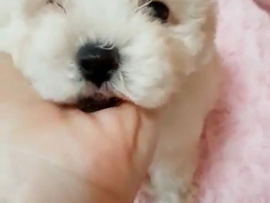 Мальтипу бежевый Тедди