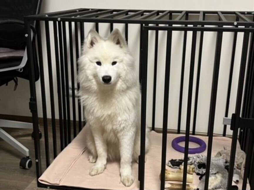 Антивандальная клетка усиленная для собак