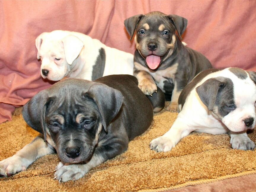 Американский булли. Подрастают малыши