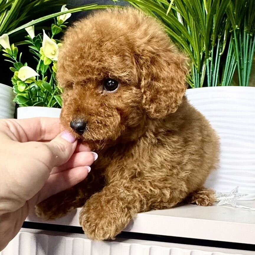 Той-пудель, щенок