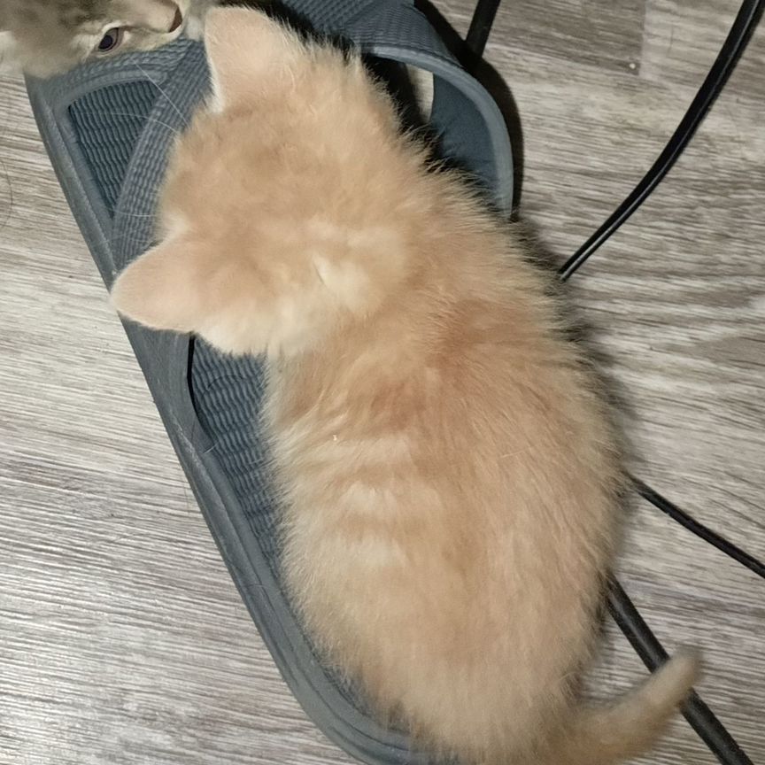 Отдам котят в добрые руки