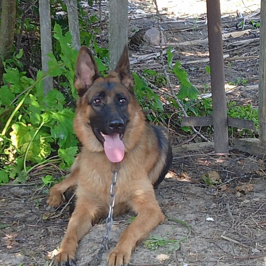 Овчарка в хорошие руки