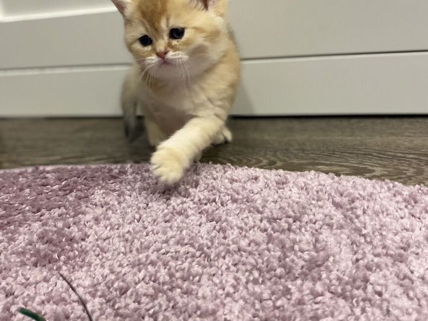 Британские золотые мальчишки