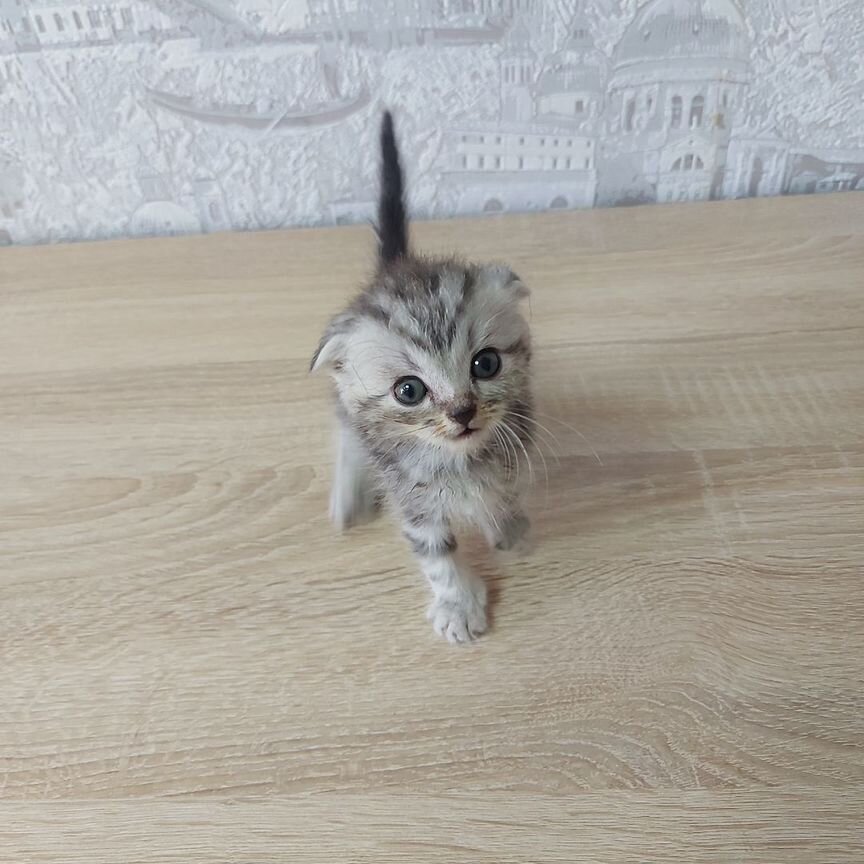 Скоттиш фолд котята