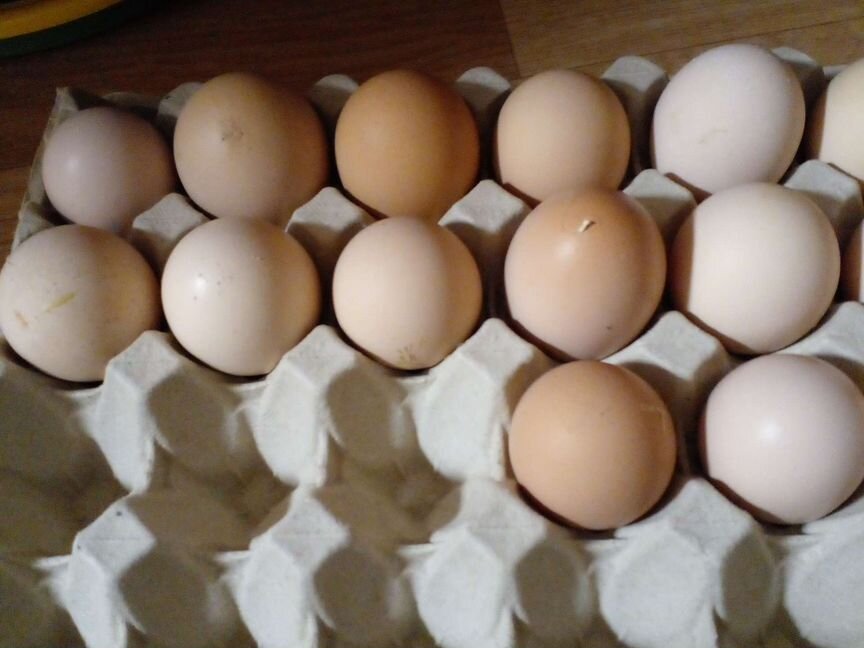 Инкубационное яйцо куриное