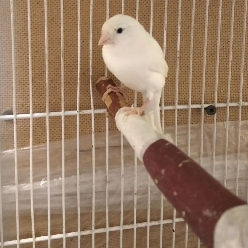 Канарейка