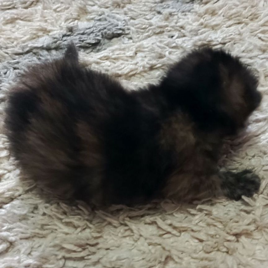 Шотландский вислоухий длинношёрстный котёнок