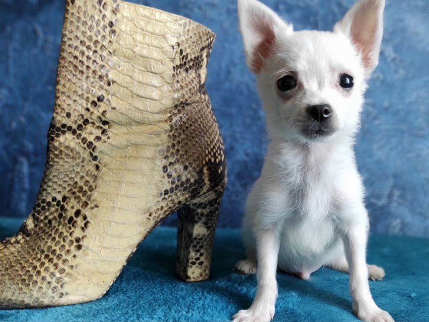 Чихуахуа супер мини мальчик