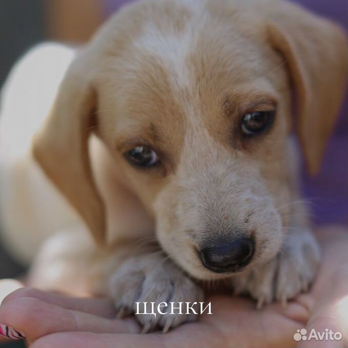 Очаровашка в добрые руки