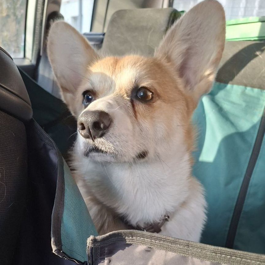 Вельш Корги Пемброк, взрослый пёс