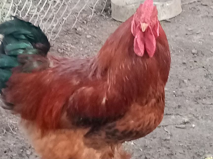 Молодые петухи